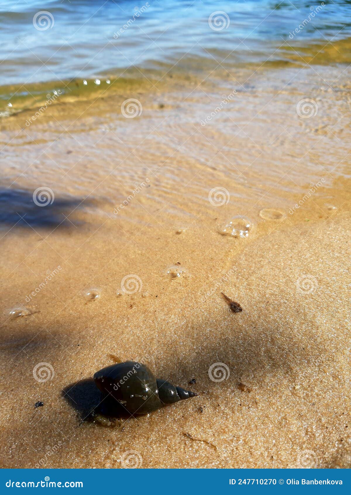 A Shell on the River Bank on the Sand Stock Photo - Image of light ...