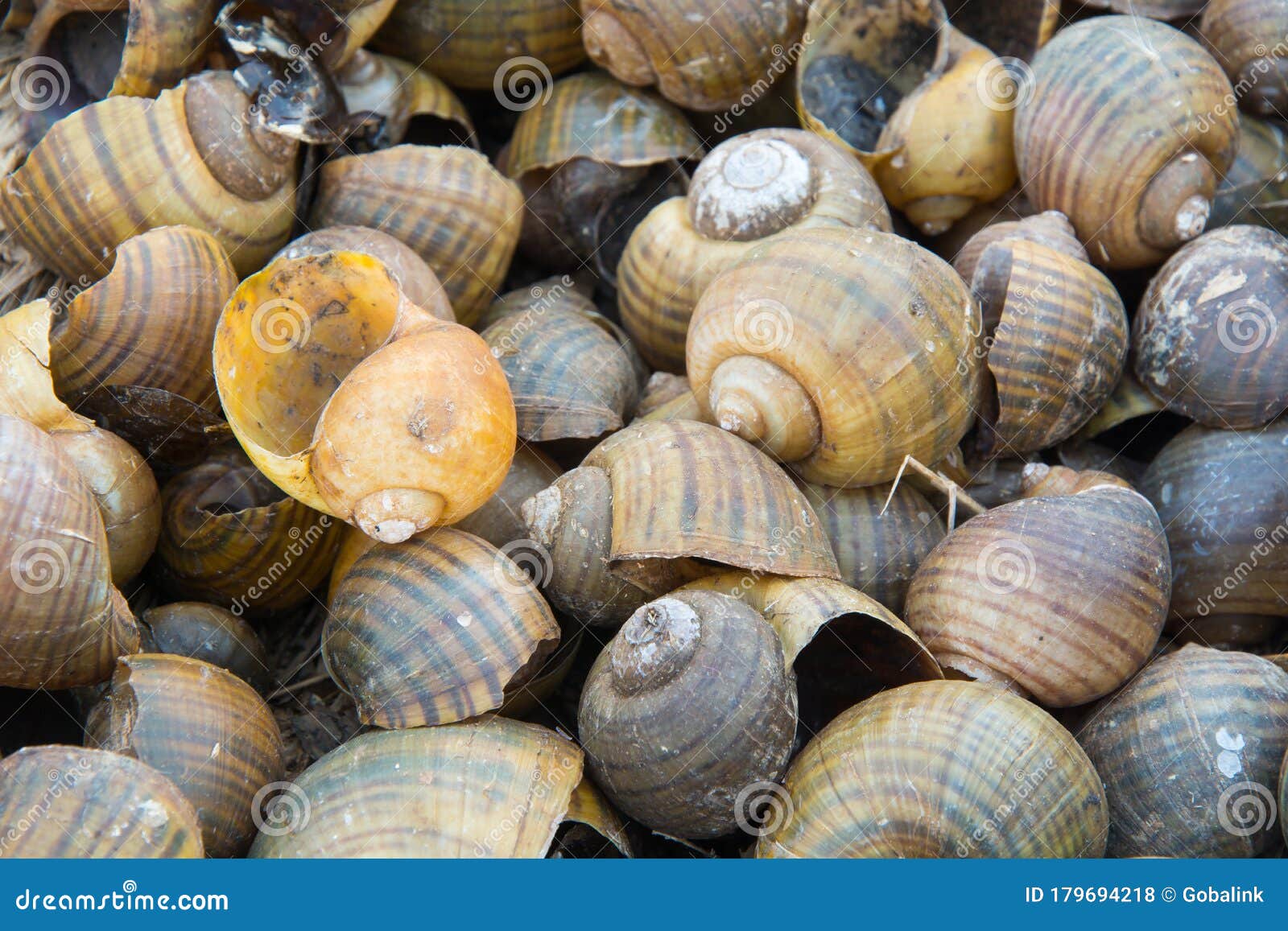 Shell stock photo. Image of shape, conch, pattern, snail - 179694218