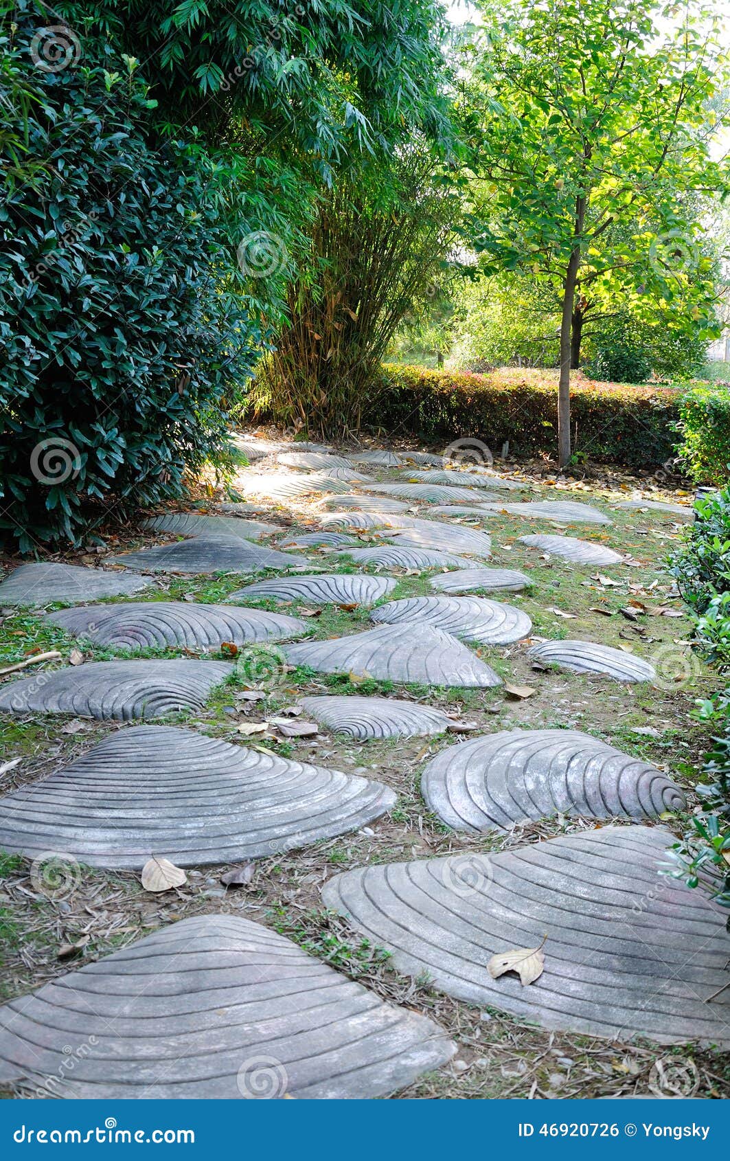 Shell Road stock photo. Image of east, leaves, fallen - 46920726