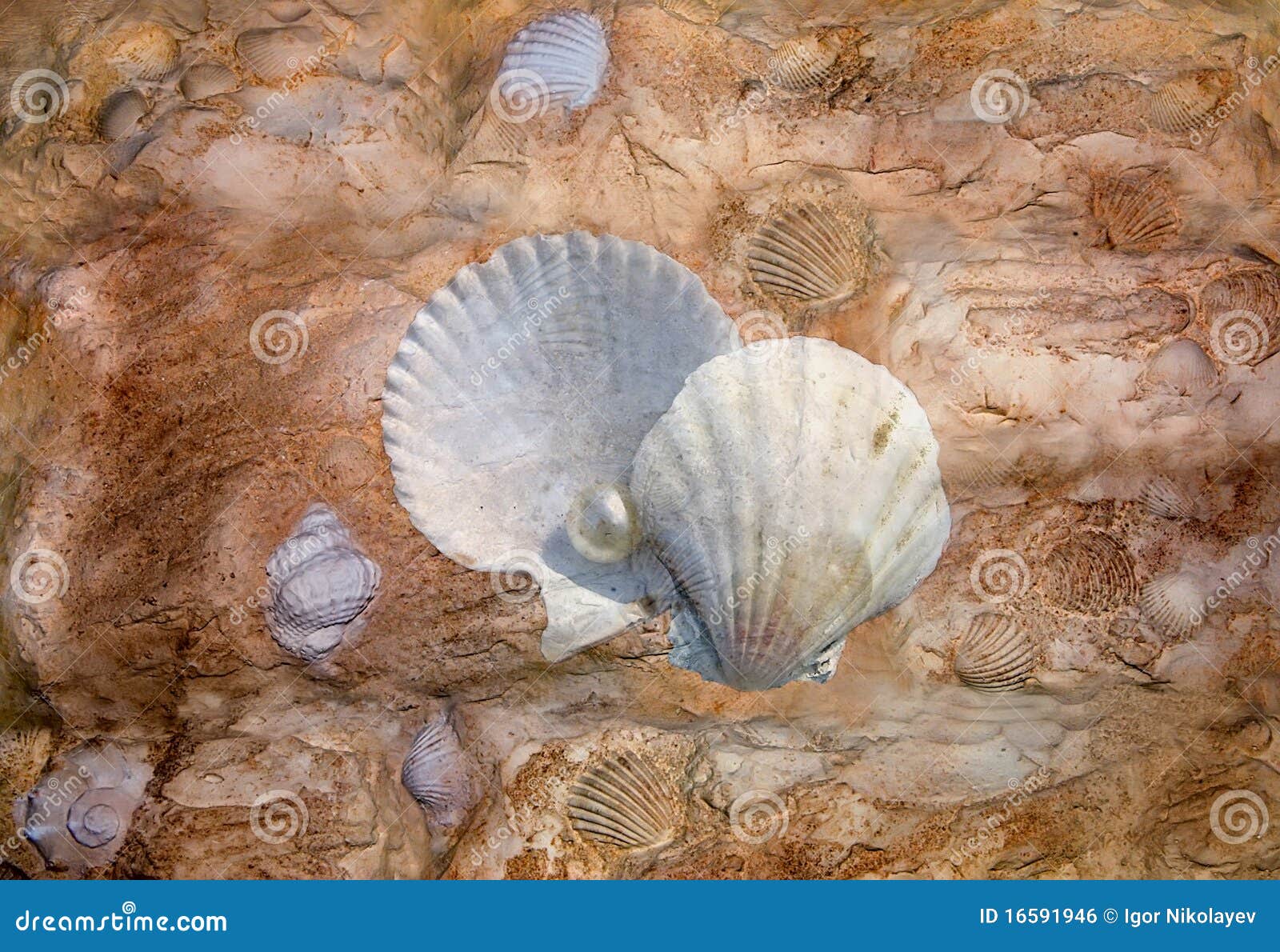 Shell With Rock The Beach Texture. Stock Photo | CartoonDealer.com ...