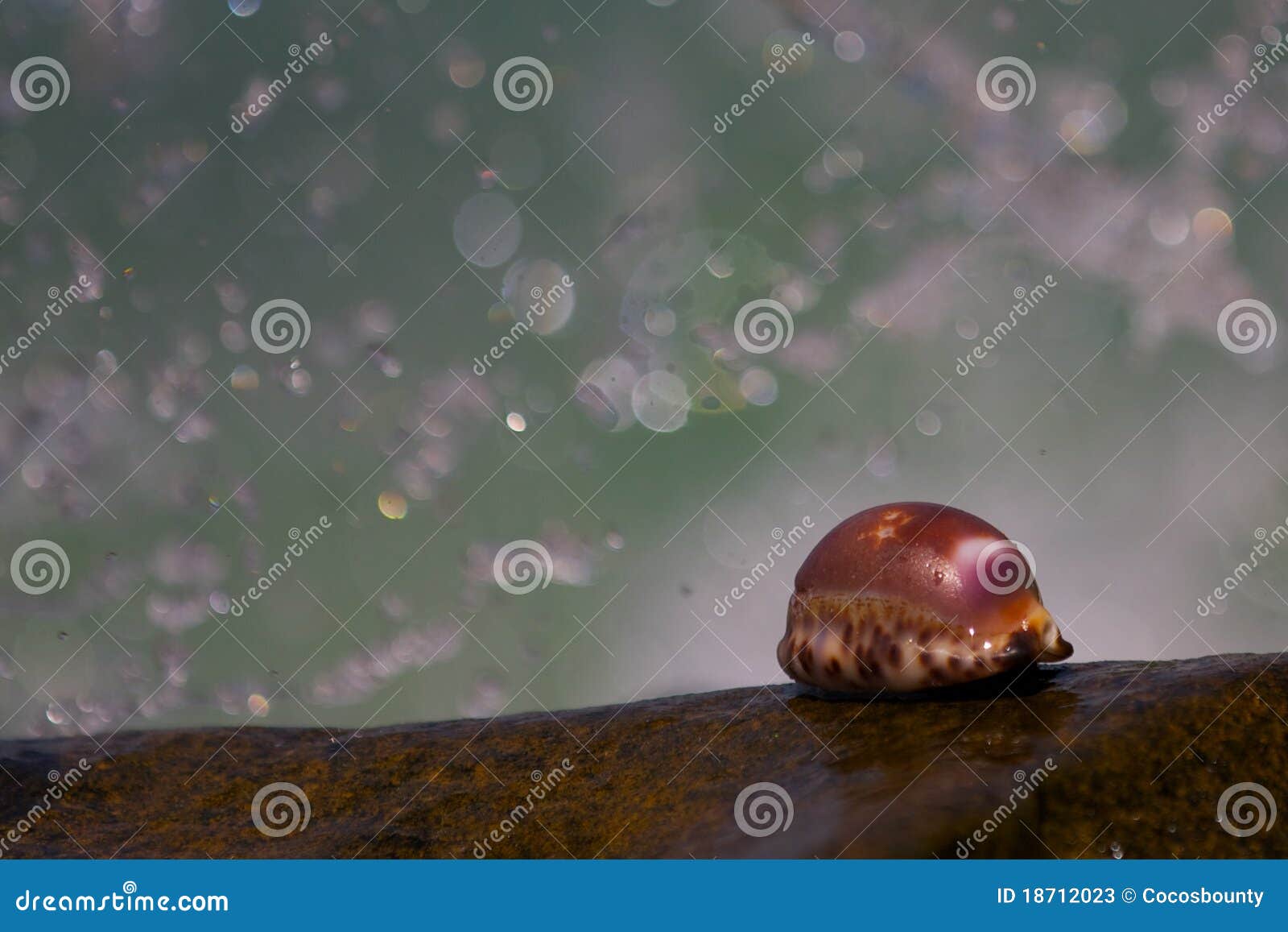 Shell on rock stock image. Image of natural, asia, blue - 18712023