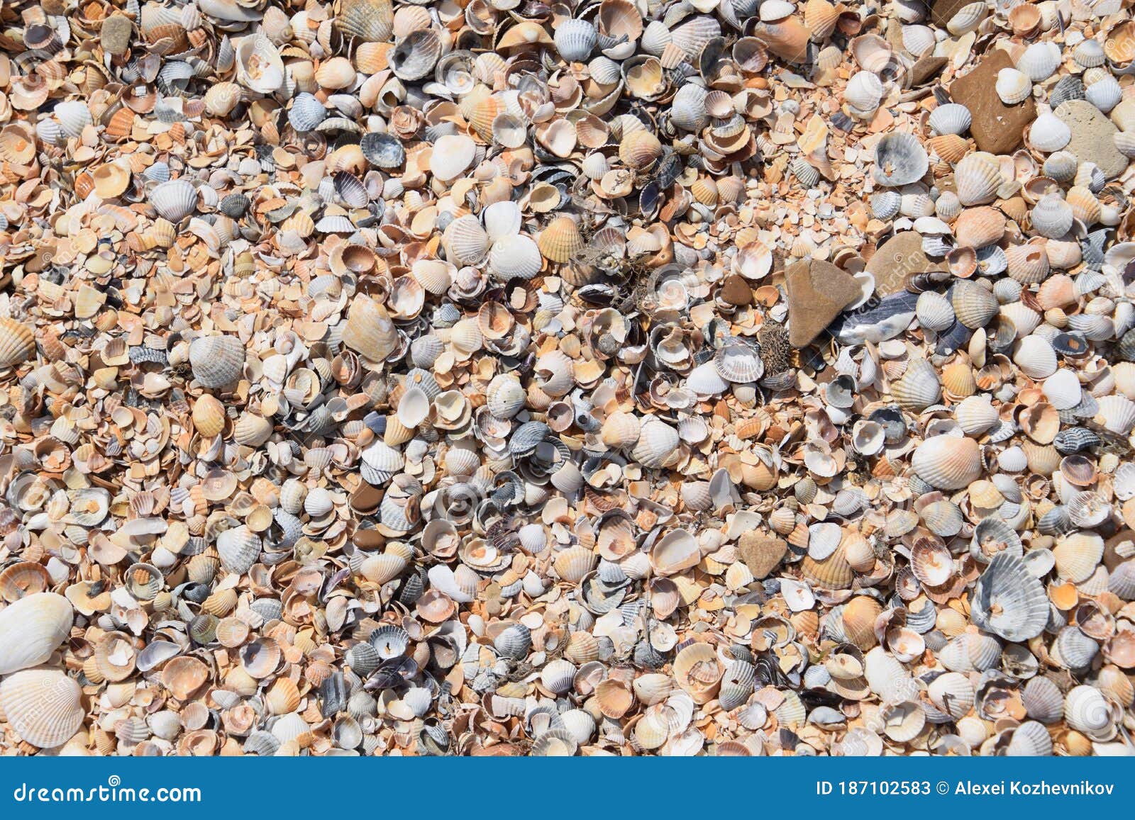 Shell rock stock image. Image of close, textured, closeup - 187102583