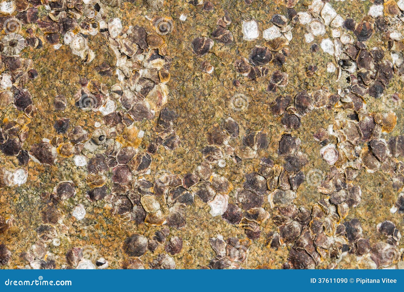 Shell With Rock The Beach Texture. Stock Photo | CartoonDealer.com ...