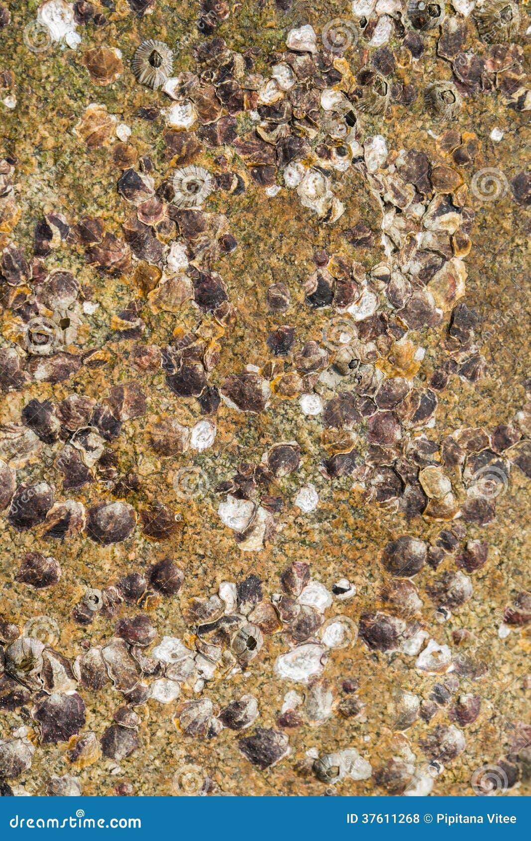 Shell with Rock the Beach Texture. Stock Photo - Image of natural ...