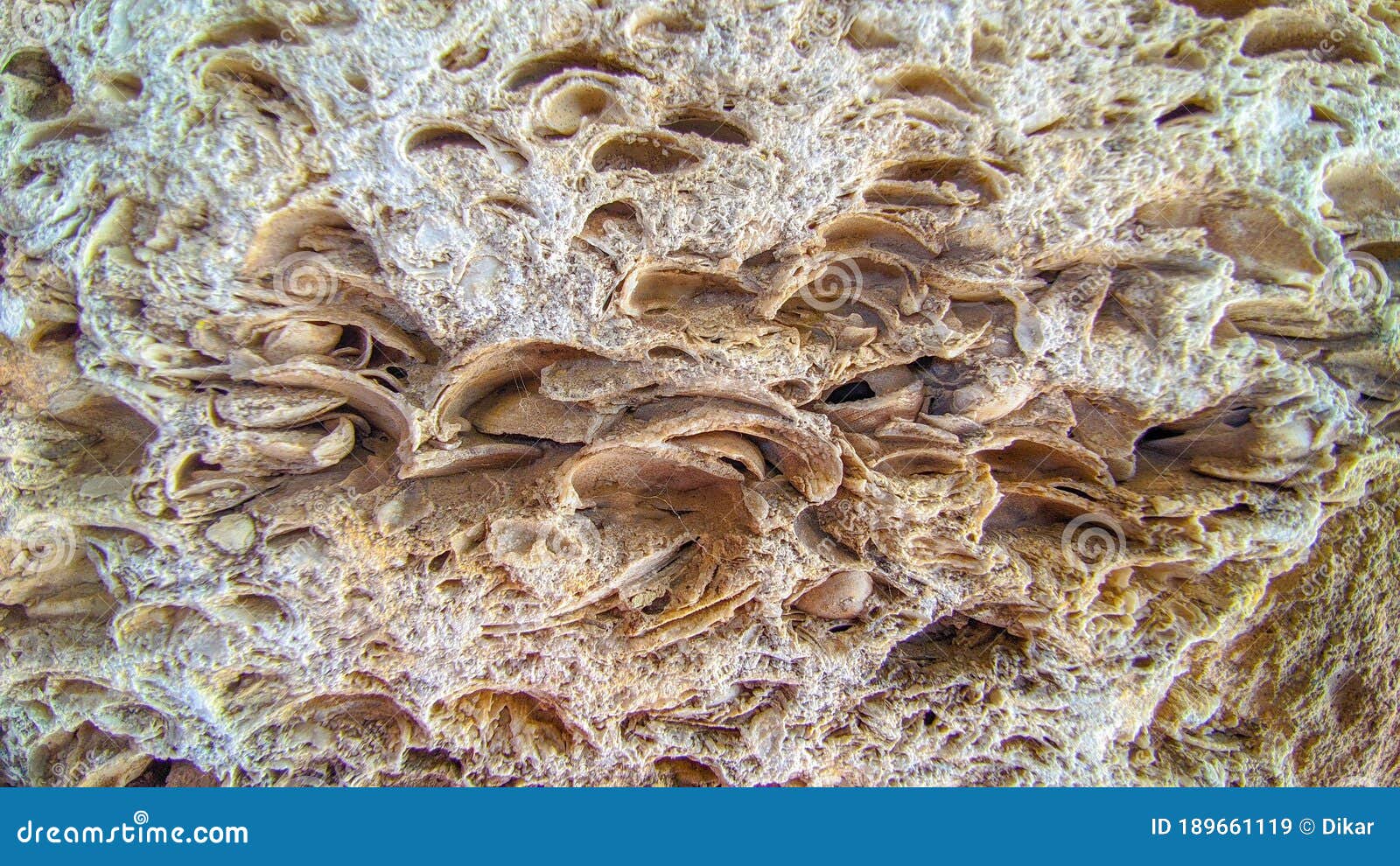 Shell Rock and Limestone. Close-up Texture Stock Image - Image of ...