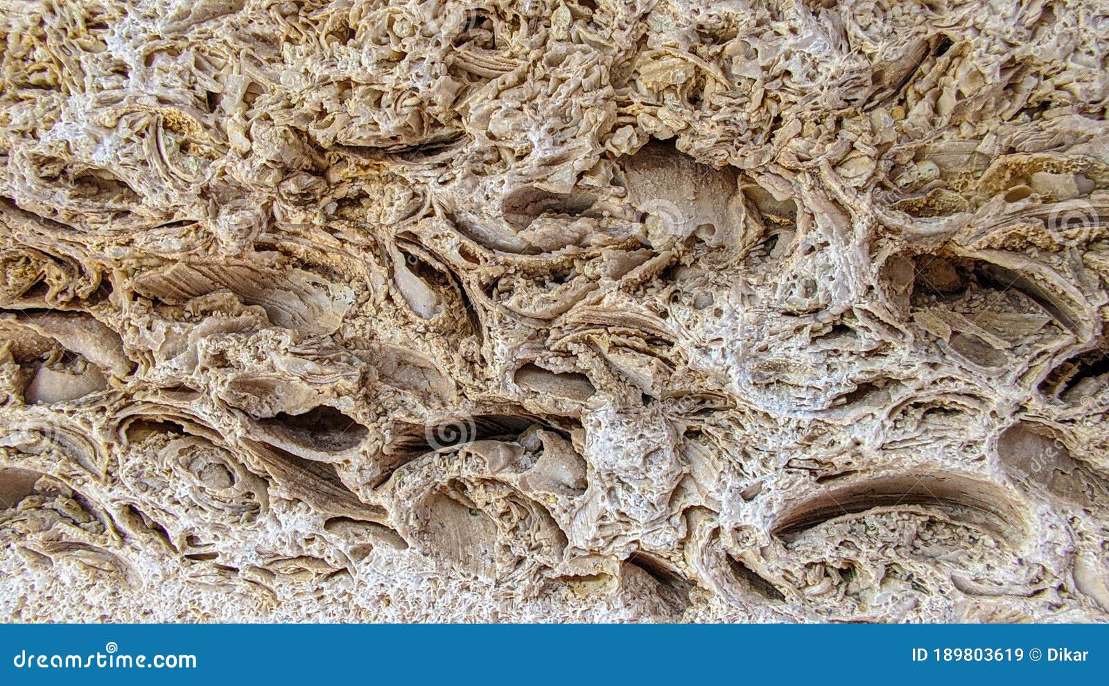 Shell Rock and Limestone. Close-up Texture Stock Image - Image of ...