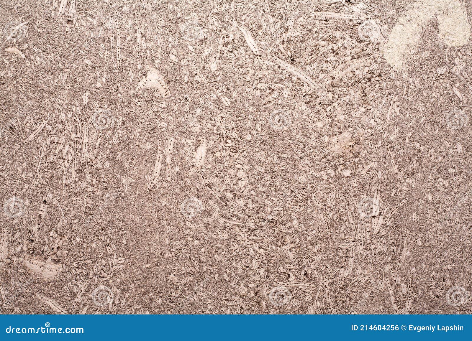 Shell Rock is a Limestone Composed of Calcium Salts. in the Field of ...