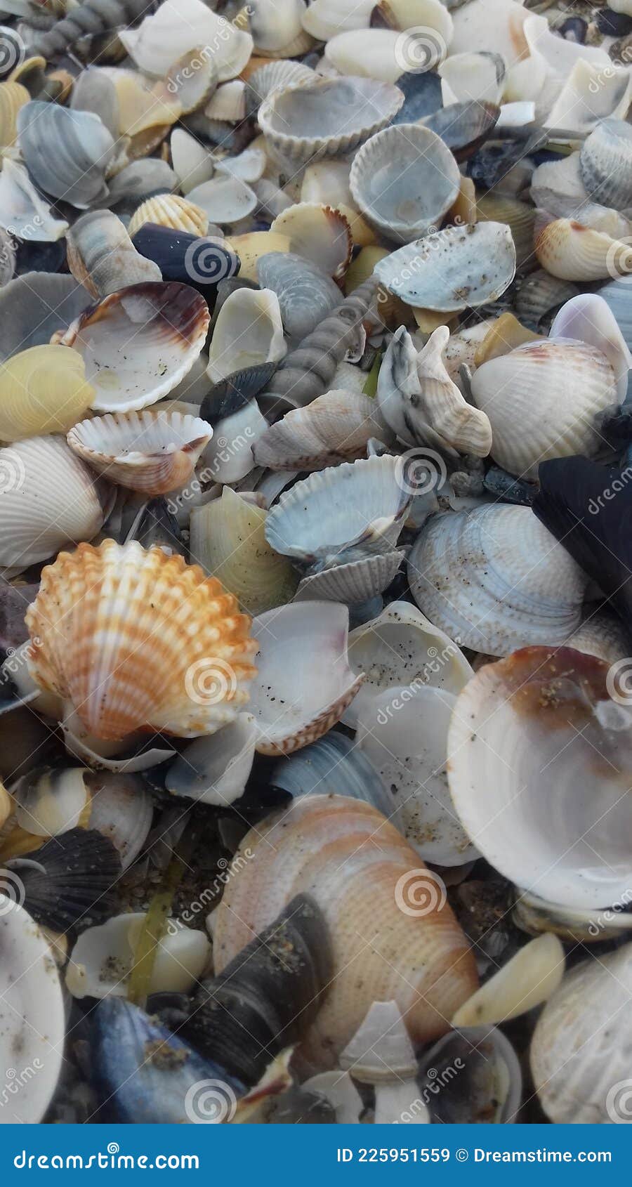 Shell rock Sand stock image. Image of insect, produce - 225951559
