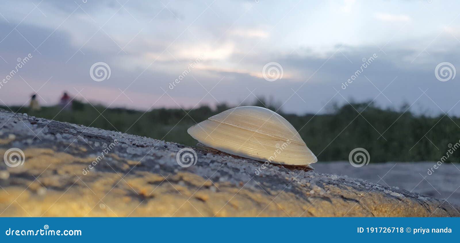 Shell on the rock stock photo. Image of sand, invertebrate - 191726718