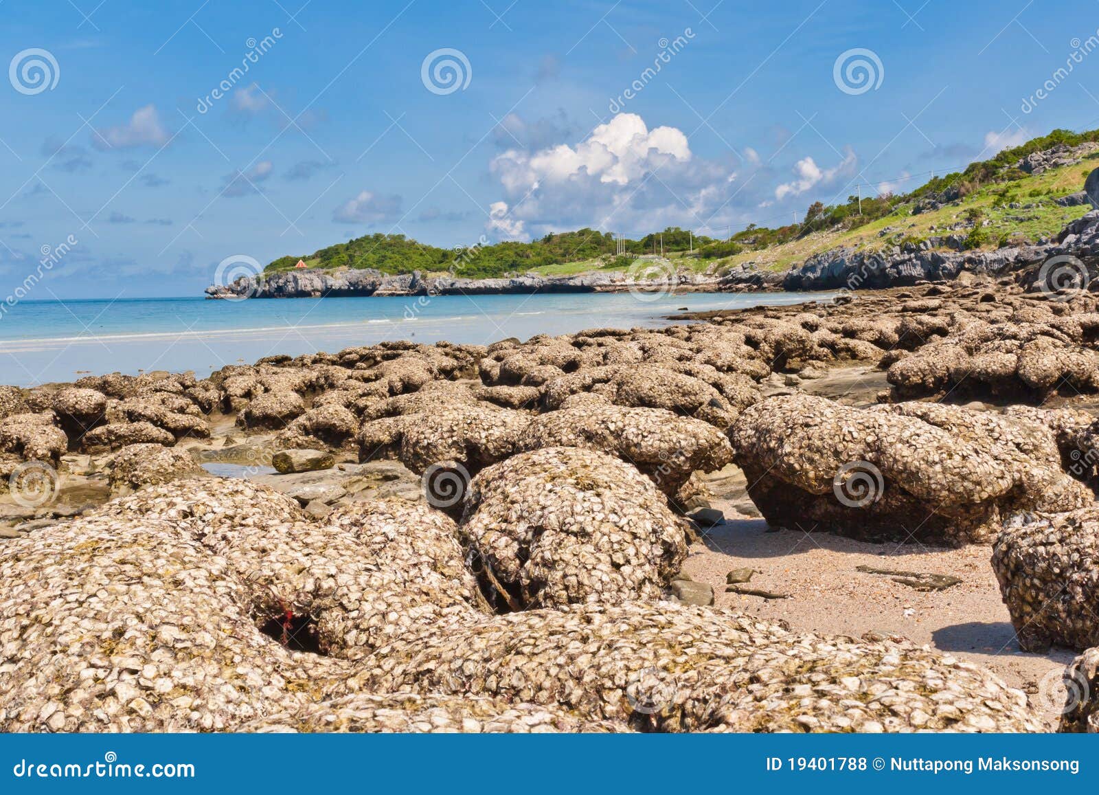Shell Rock Solid and Sea Background Texture Stock Photo - Image of ...