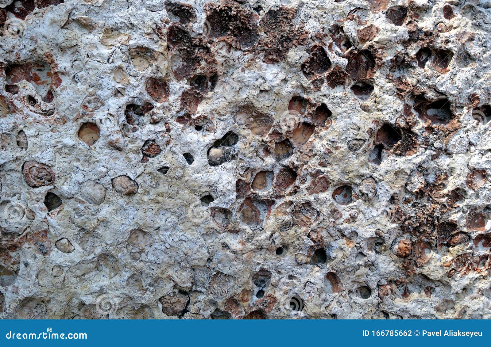 Shell rock stone close-up stock photo. Image of background - 166785662