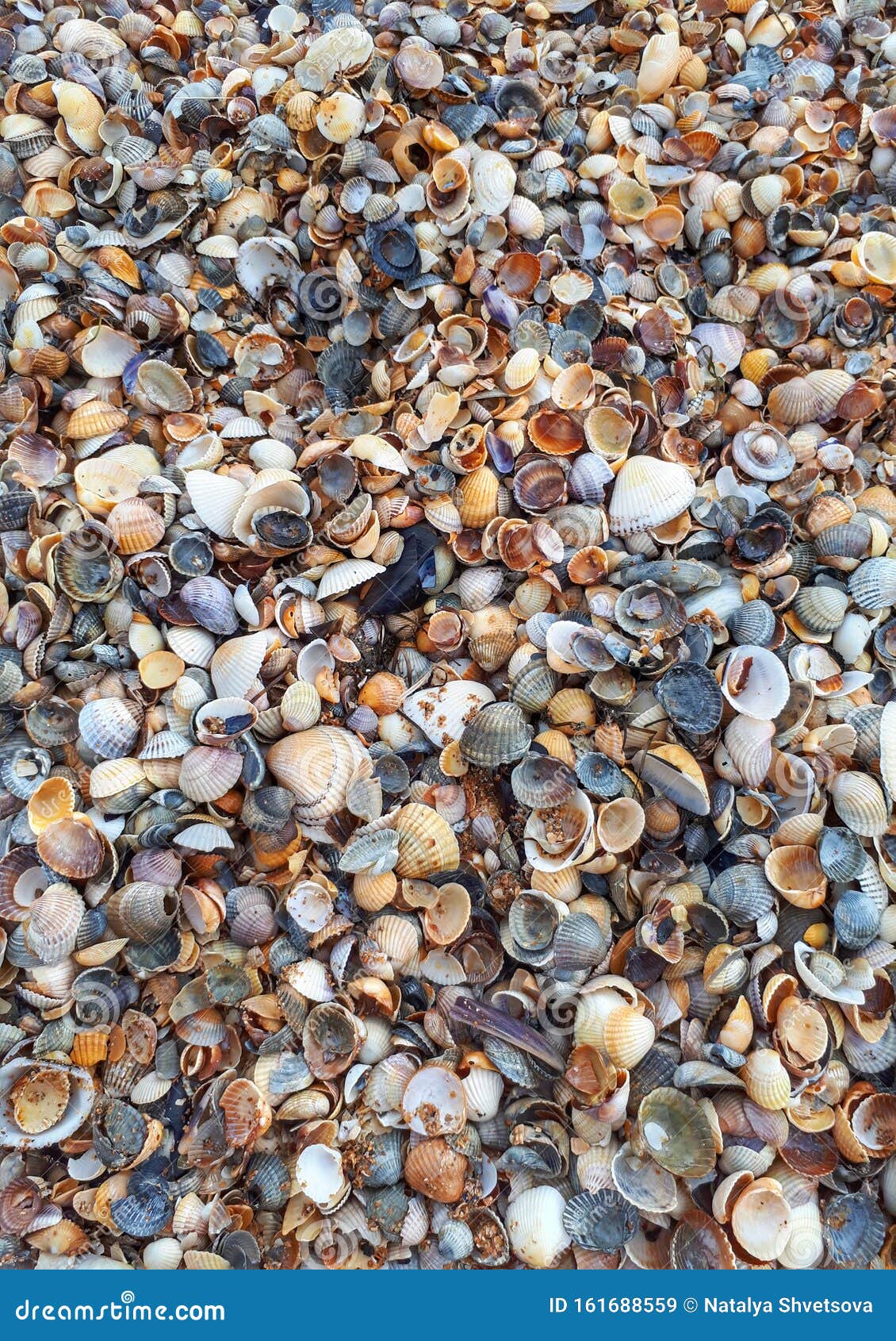 Shell Rock Texture Beach Shells Stock Image - Image of shelley, noelle ...