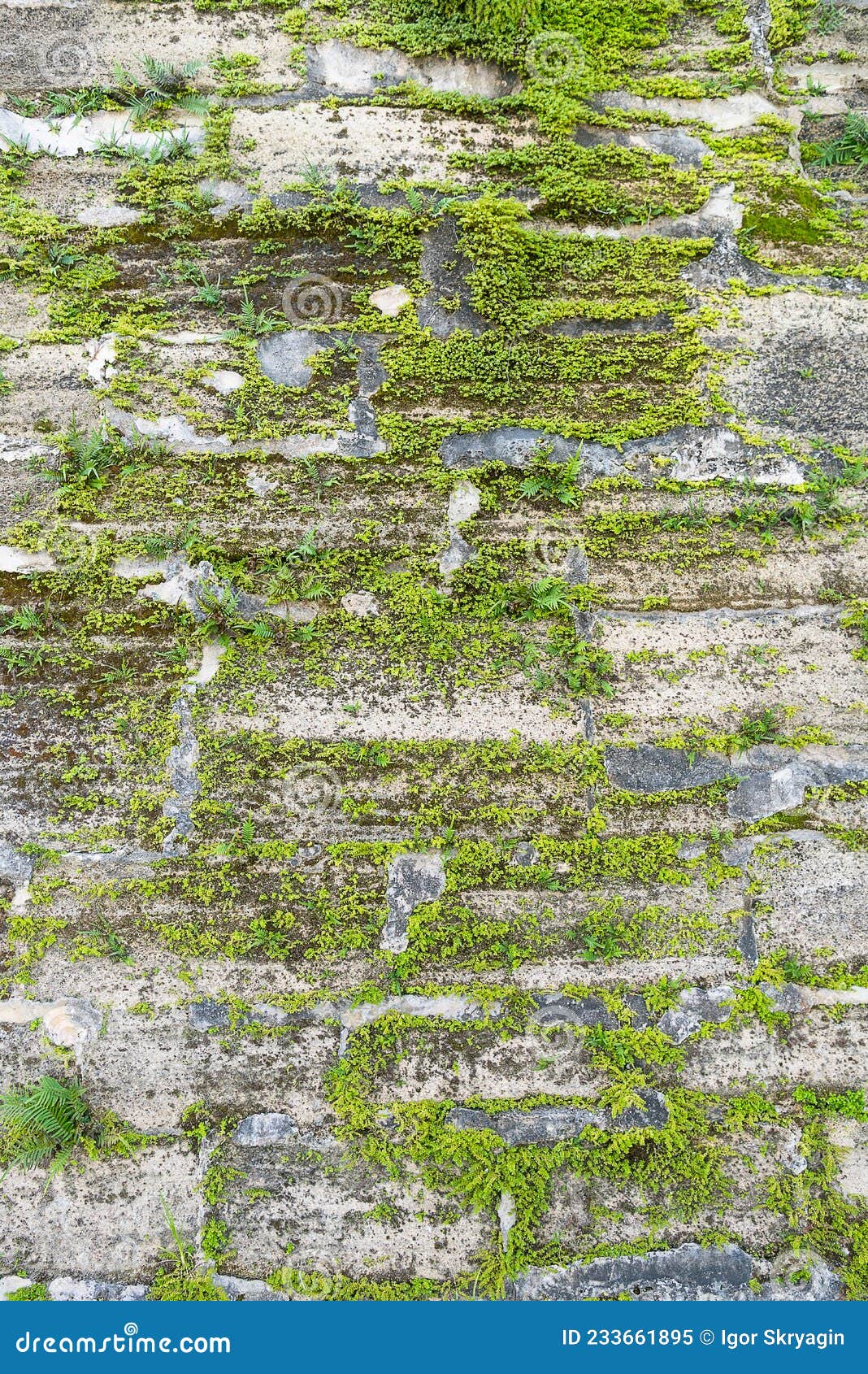 Shell Rock Wall Covered with Greenery Stock Image - Image of background ...