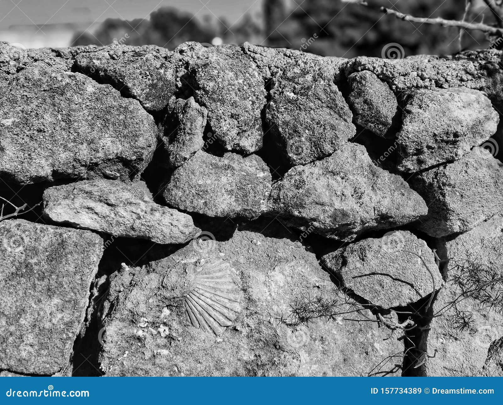 The shell and the rocks stock image. Image of time, rocks - 157734389