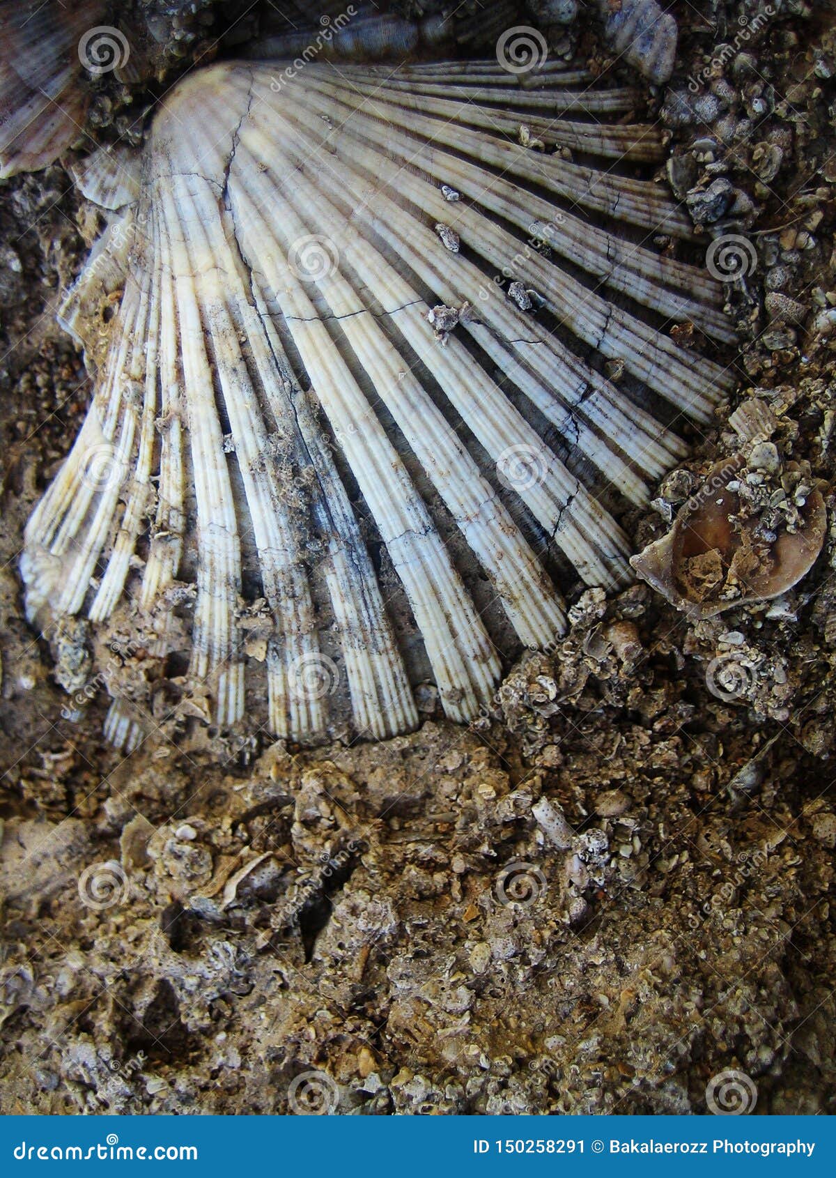 Shell on Rocks Macro Summer Background Fine Art Wallpapers Stock Image ...