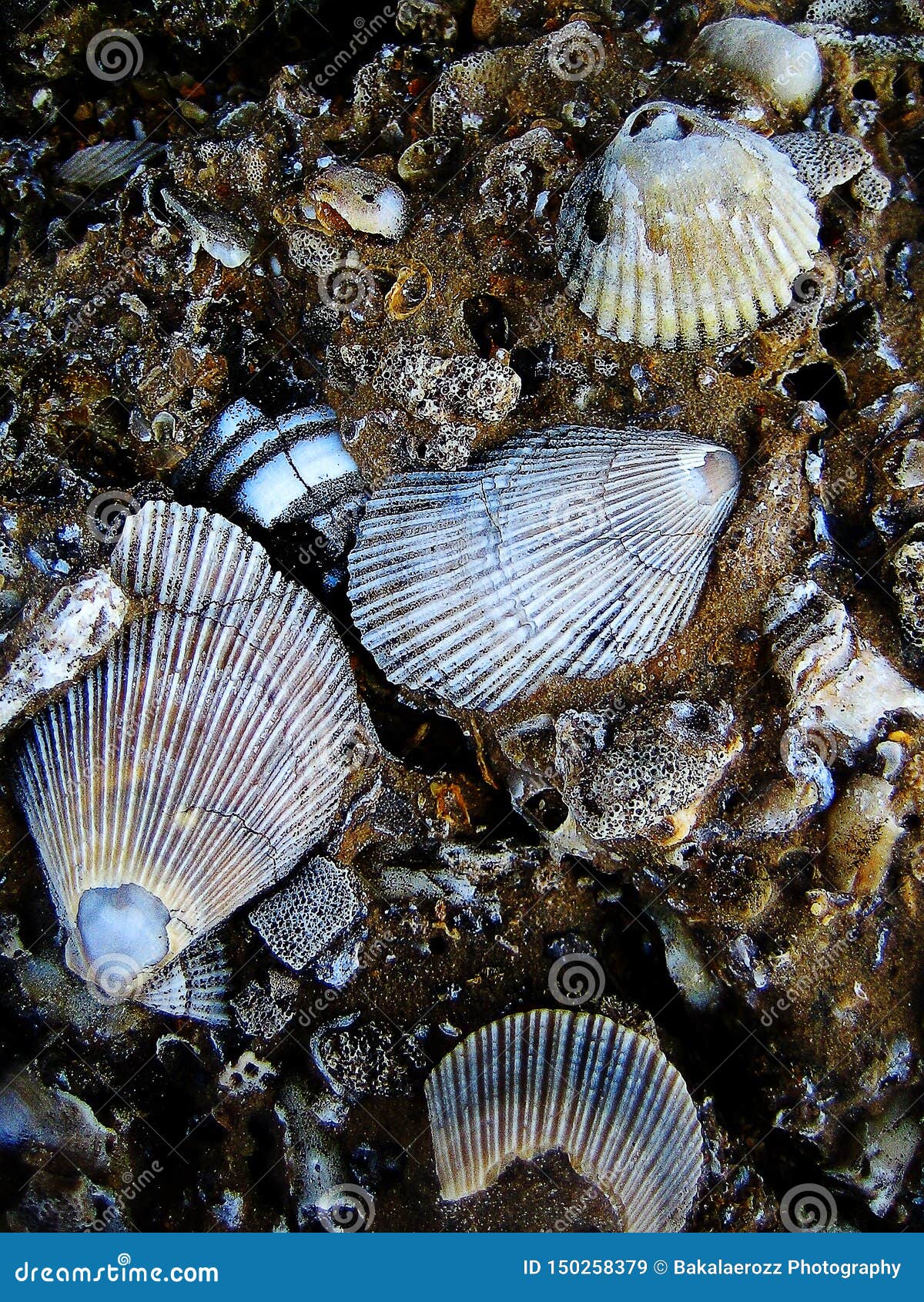 Shells on Rocks Macro Summer Background Fine Art Wallpapers Stock Image ...