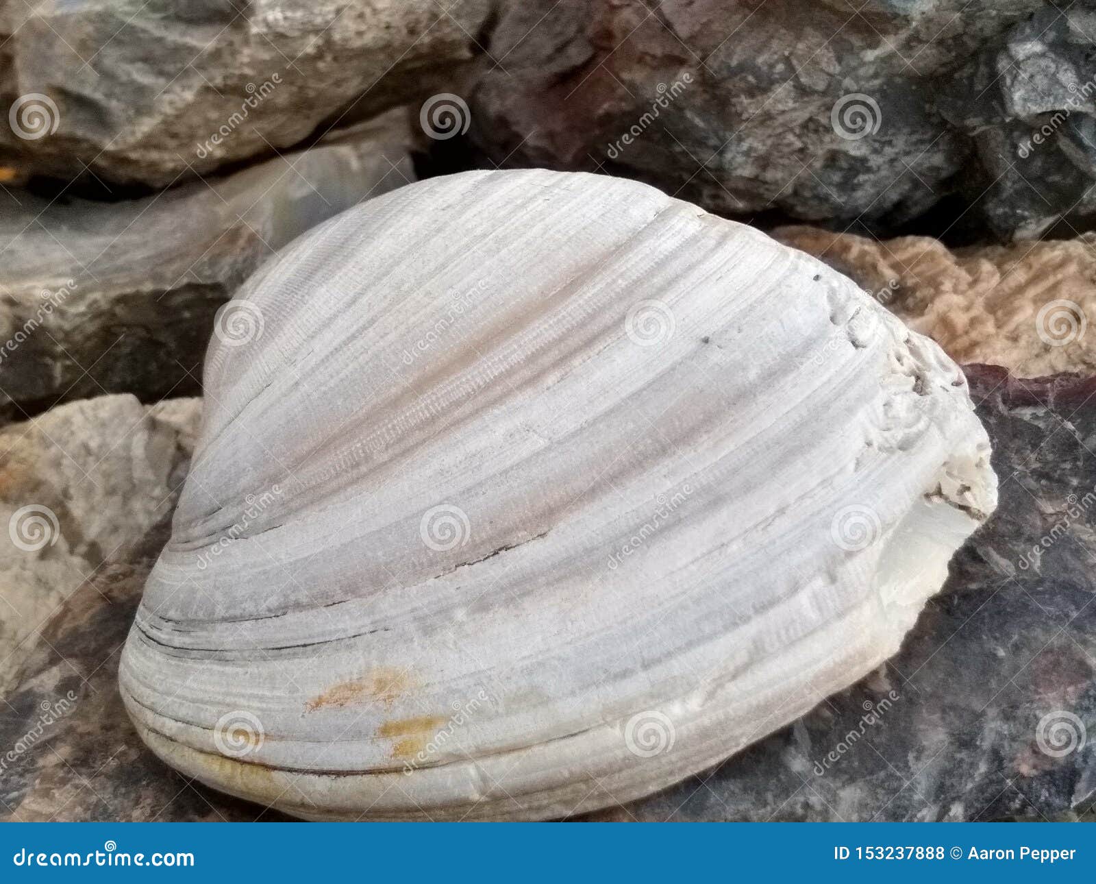 Shell on the rocks. stock photo. Image of rocks, white - 153237888