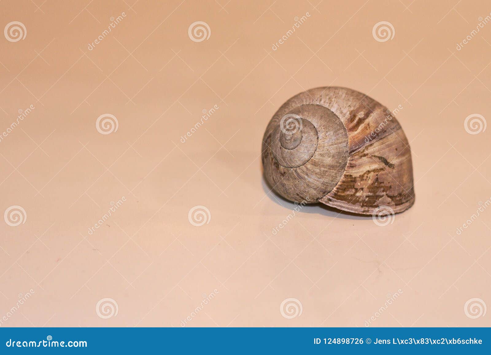 The shell of a roman snail stock photo. Image of brown - 124898726