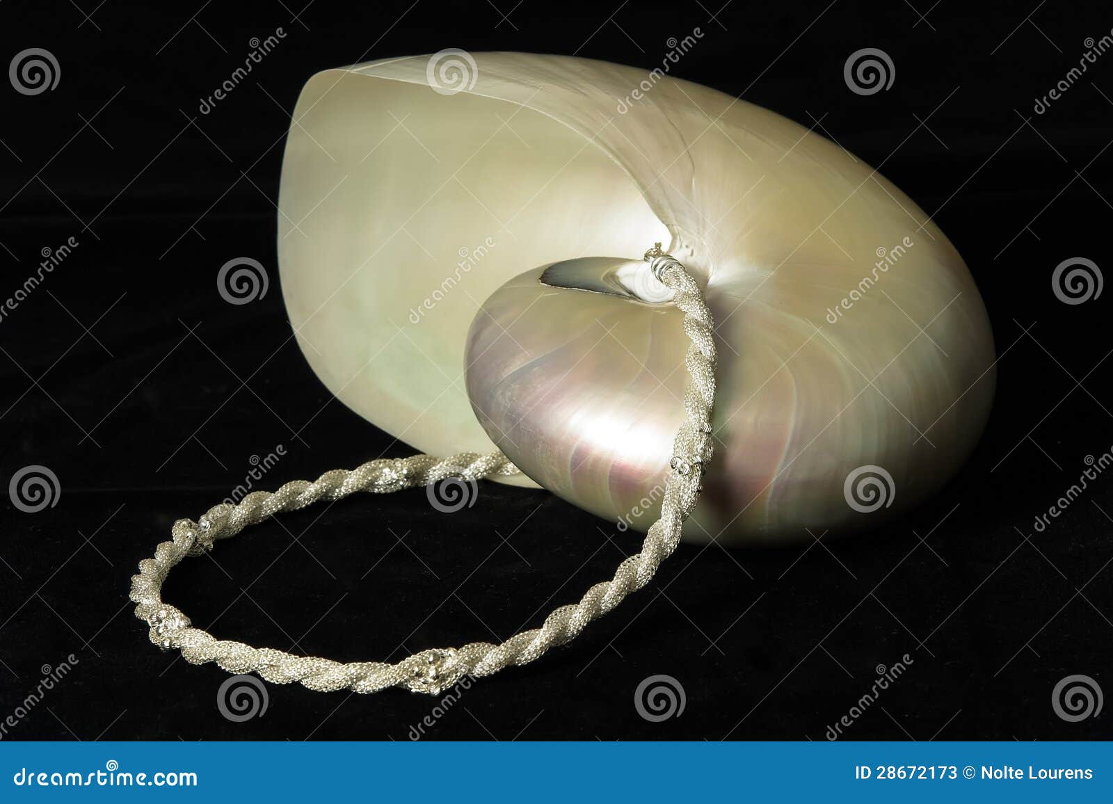 Shell with a rope stock image. Image of animal, life - 28672173