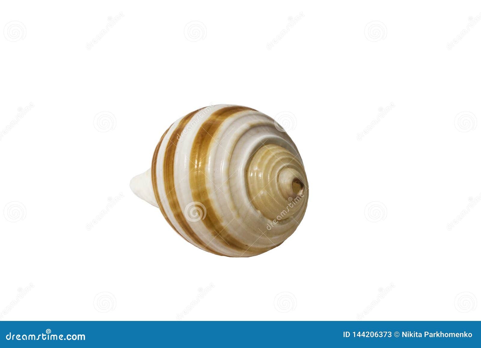 Shell Rounded on White Background Stock Image - Image of hard, mollusk ...