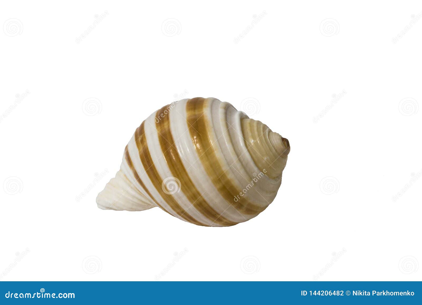 Shell Rounded on White Background Stock Photo - Image of hard, ocean ...