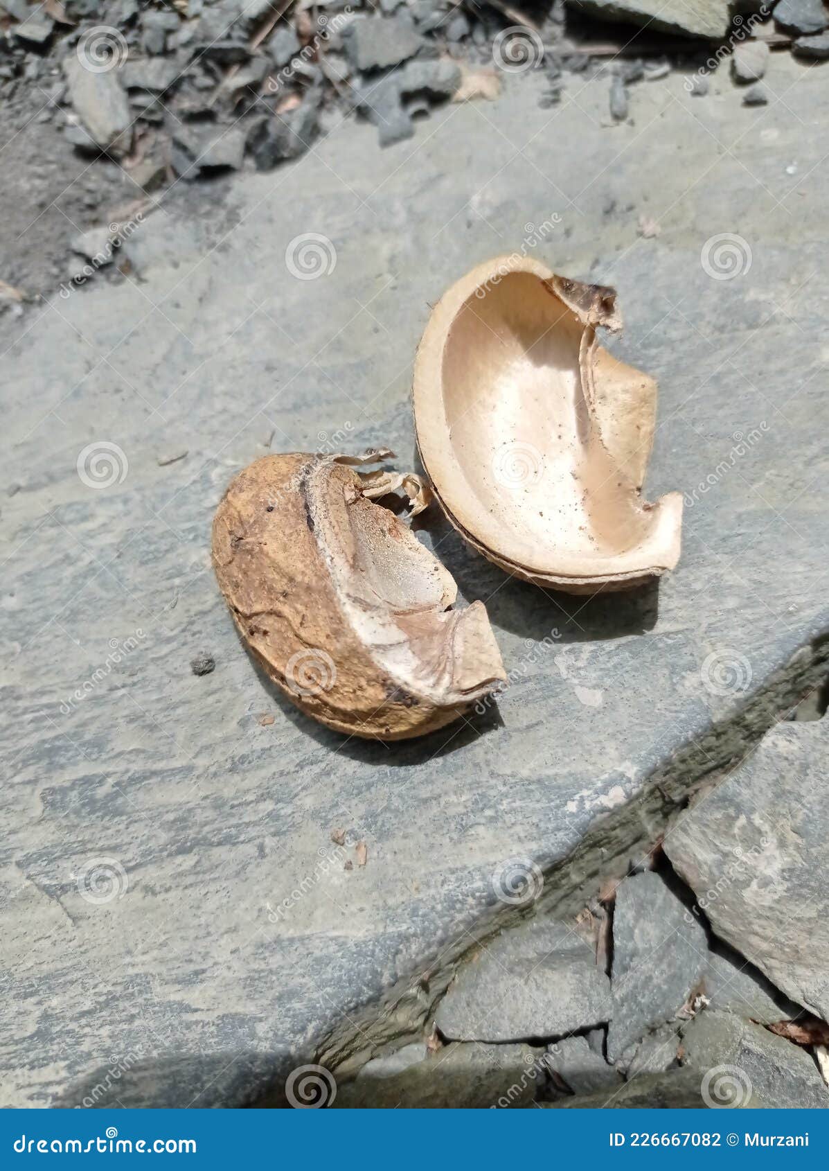 Rubber Seed Hevea Brasiliensis On Green Banana Leaves With White ...