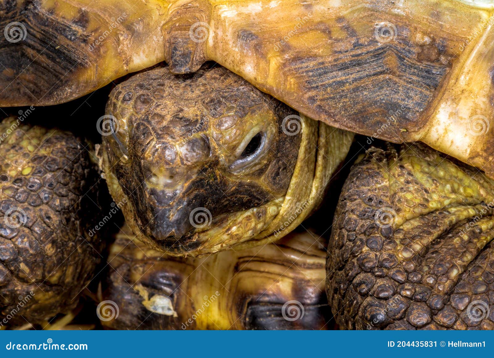 Head of a Russian Tortoise stock image. Image of background - 204435831