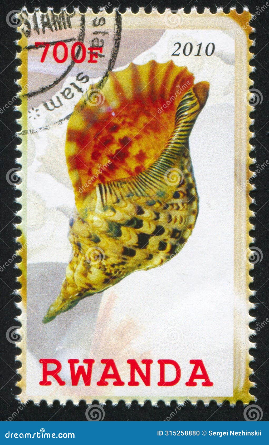 Shell stock photo. Image of aged, calcareous, ancient - 315258880