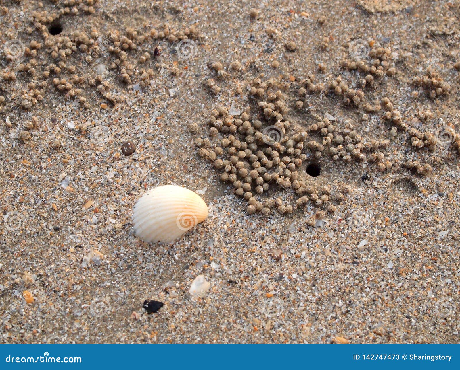 Shell on sand stock image. Image of natural, brown, close - 142747473