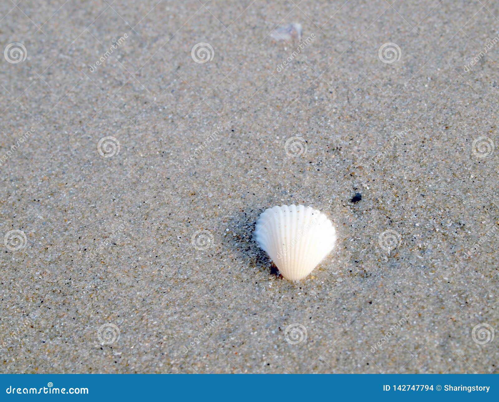 Shell on sand stock photo. Image of marine, macro, nature - 142747794