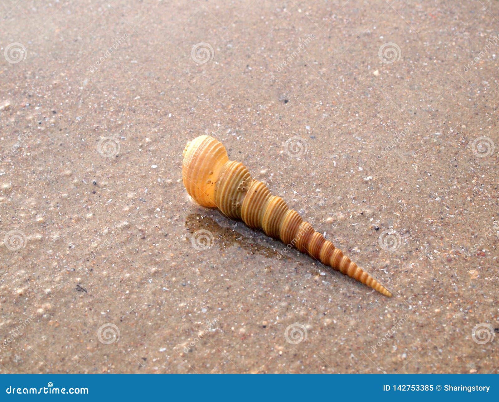 Shell on sand stock image. Image of seashell, sand, marine - 142753385