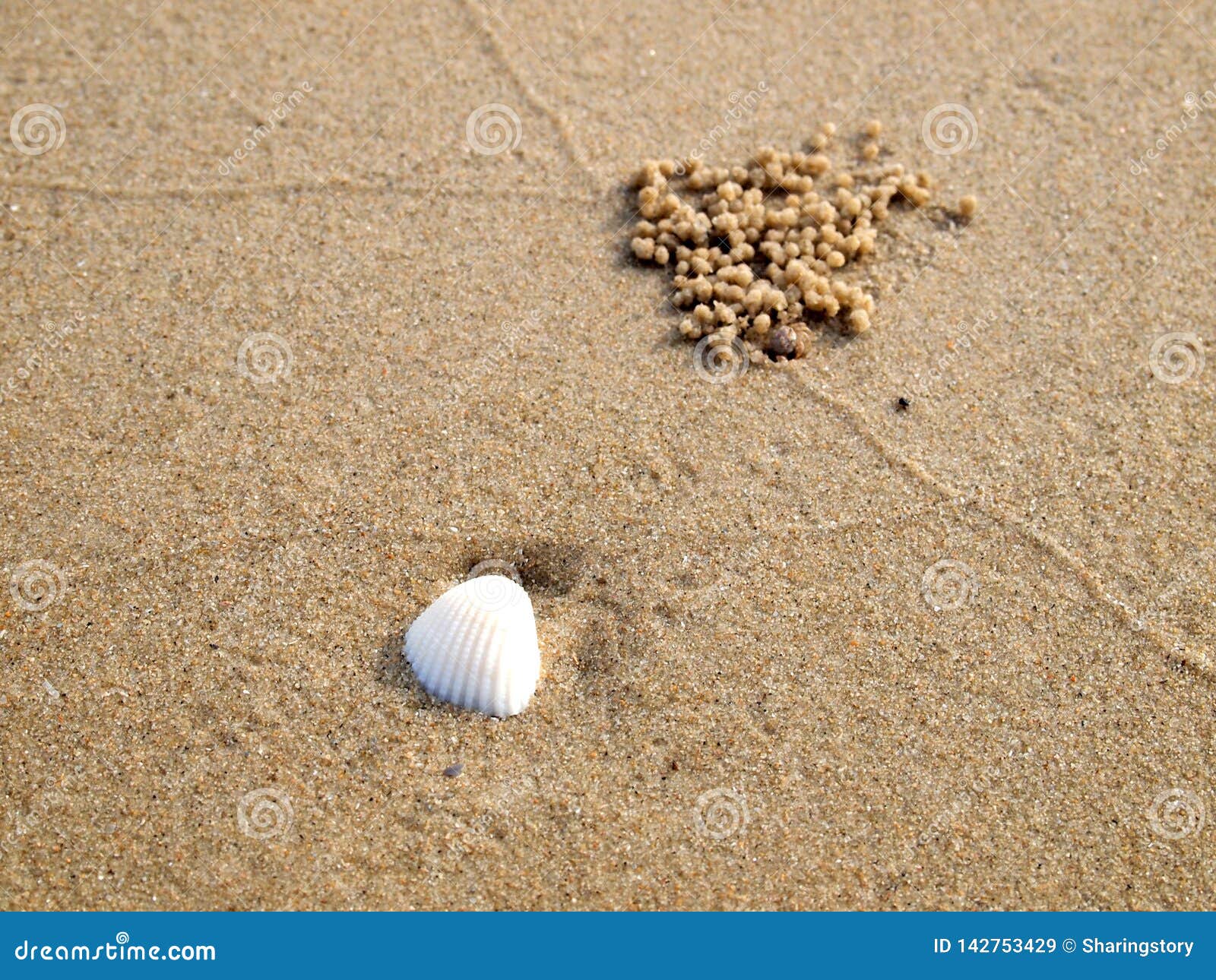 Shell on sand stock image. Image of scenic, sand, fragile - 142753429