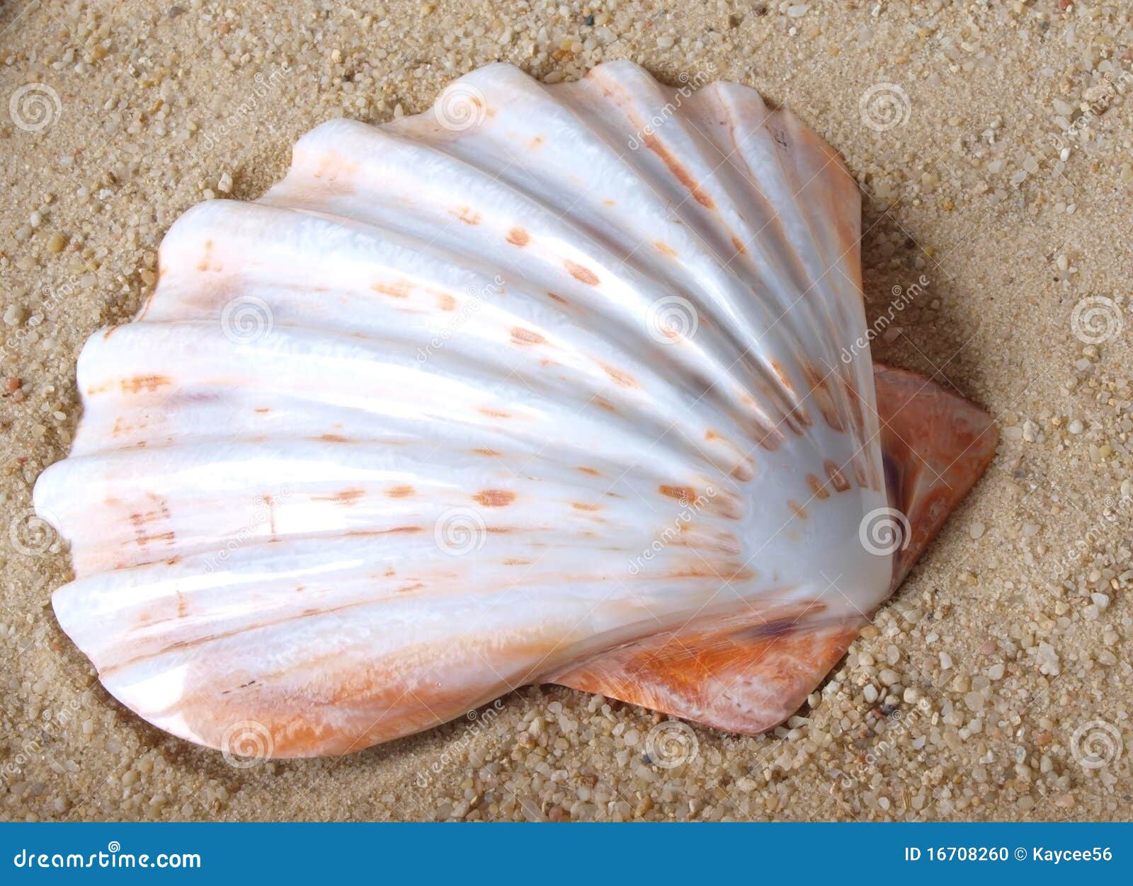 Shell in sand stock photo. Image of summer, give, collector - 16708260
