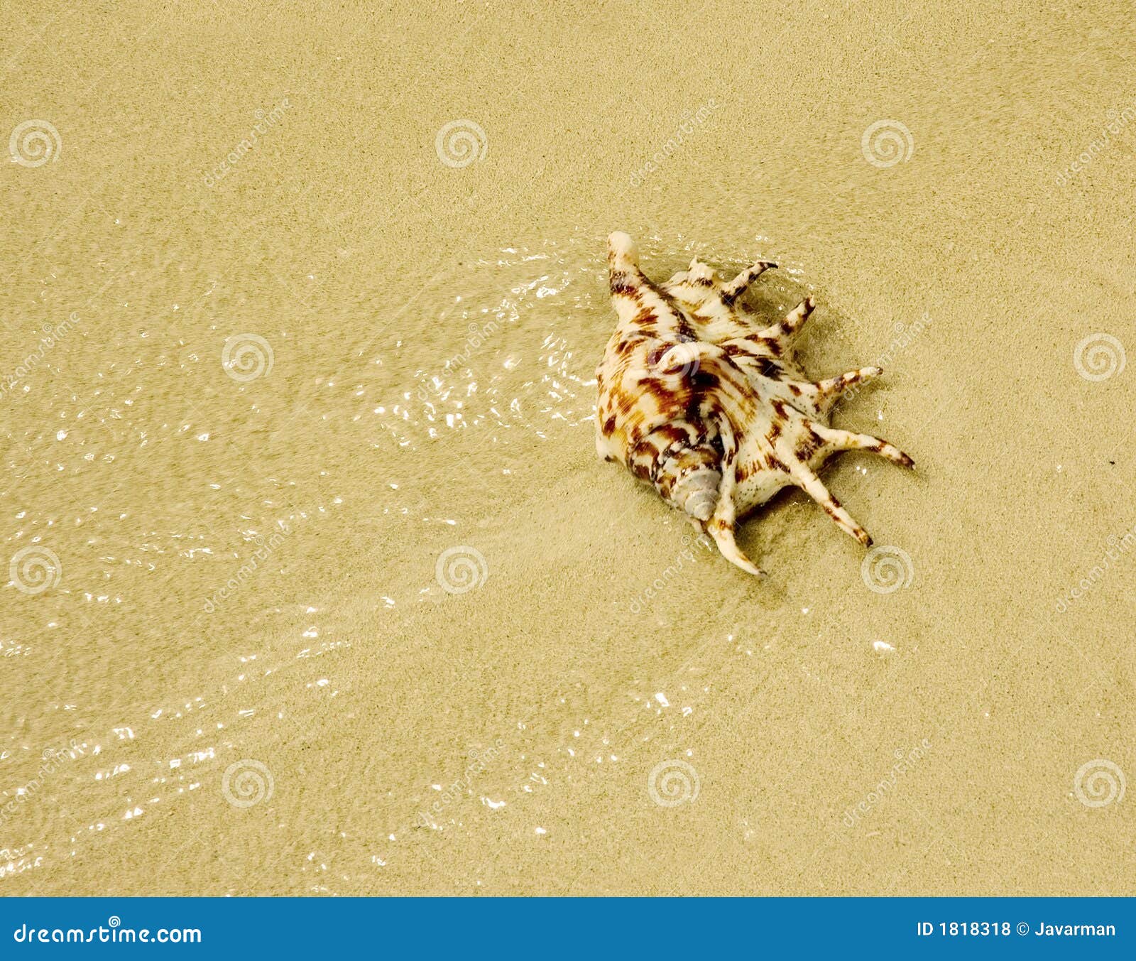Shell in a sand stock photo. Image of grains, coastal - 1818318