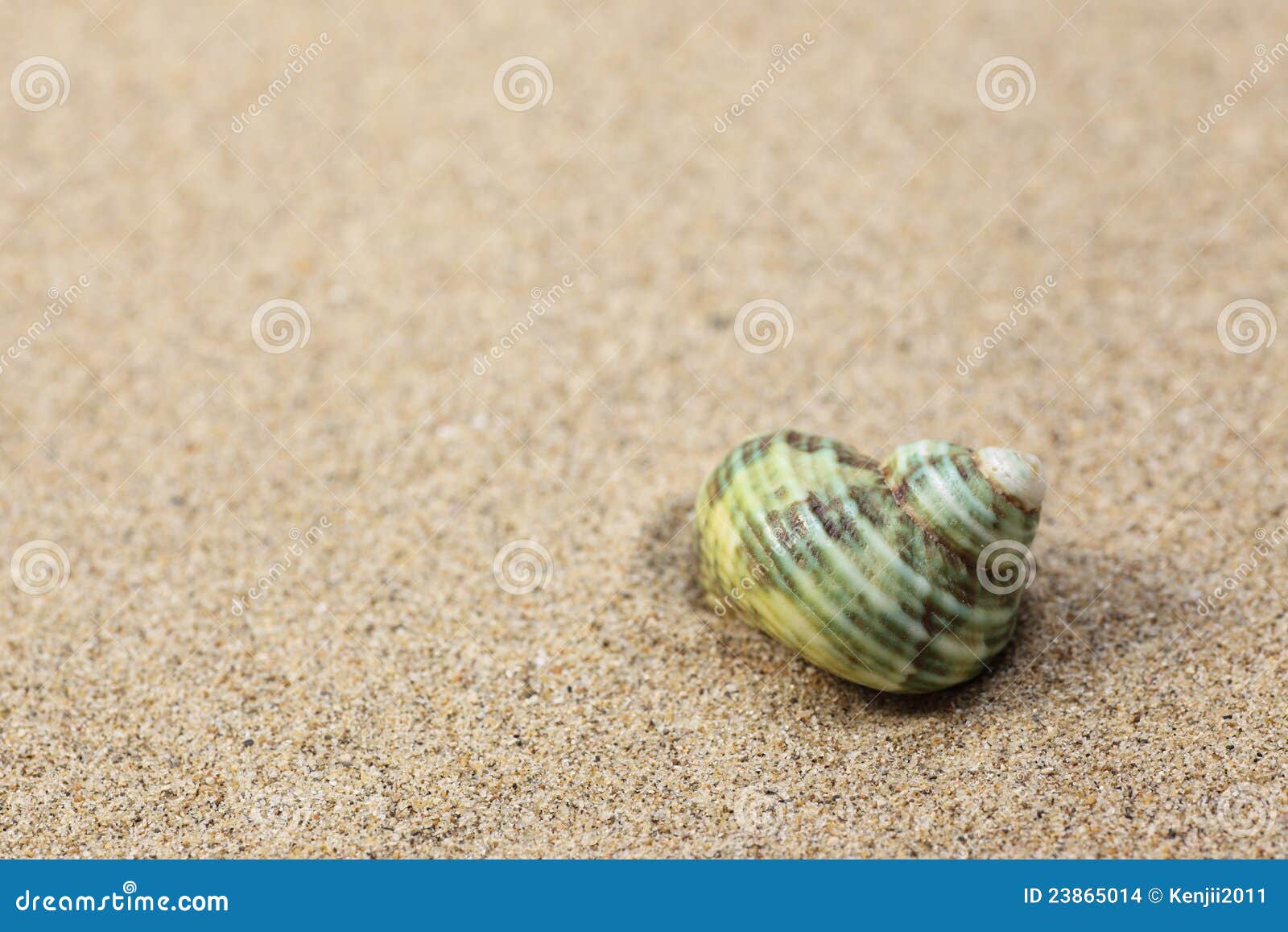 Shell on the sand stock photo. Image of nature, outdoors - 23865014