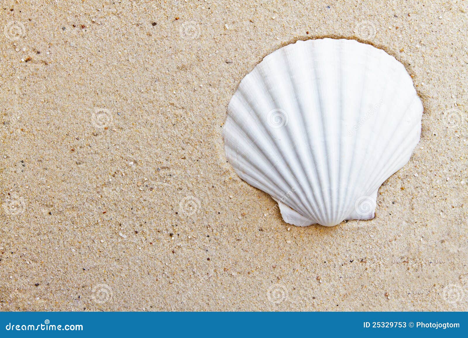 Shell in the sand stock image. Image of caribbean, holiday - 25329753