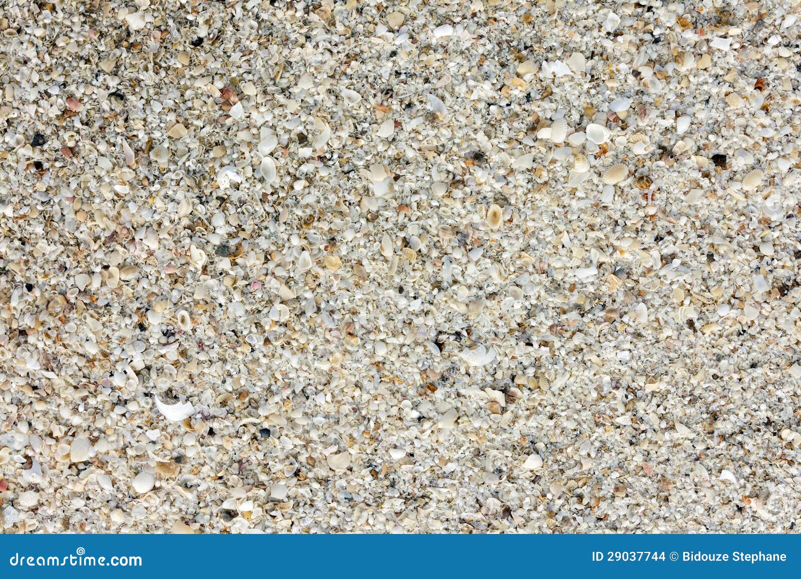 Shell sand stock photo. Image of dead, seashell, sand - 29037744