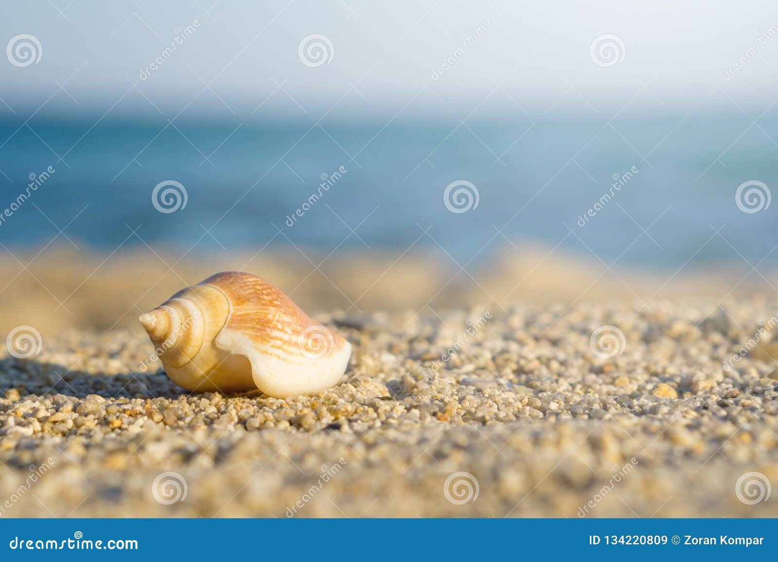 Shell on Sand at the Beach. Blue Sea on Background Stock Image - Image ...