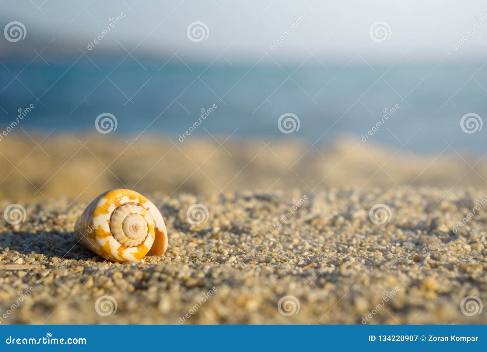 Shell on Sand at the Beach. Blue Sea on Background Stock Image - Image ...