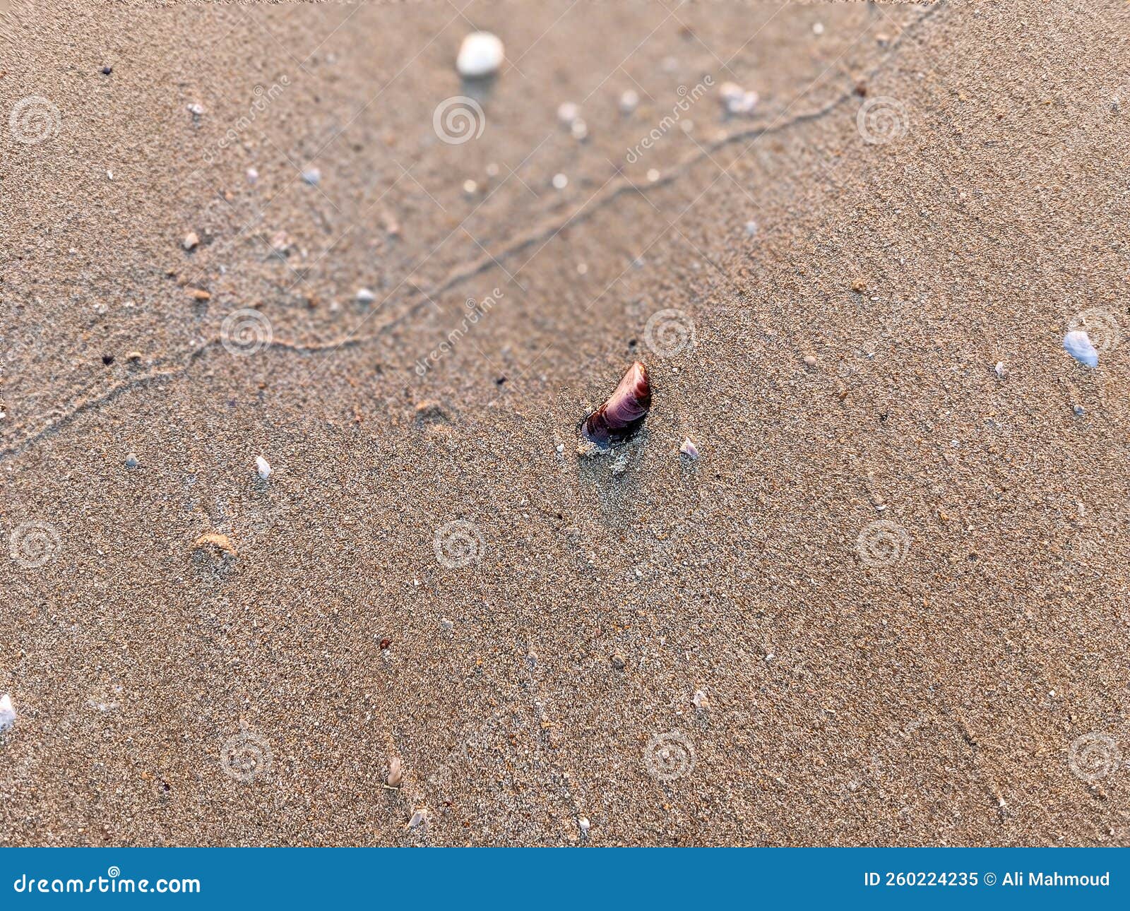 Shell on the Sand Beach in Sunset Stock Image - Image of sandy, wavy ...