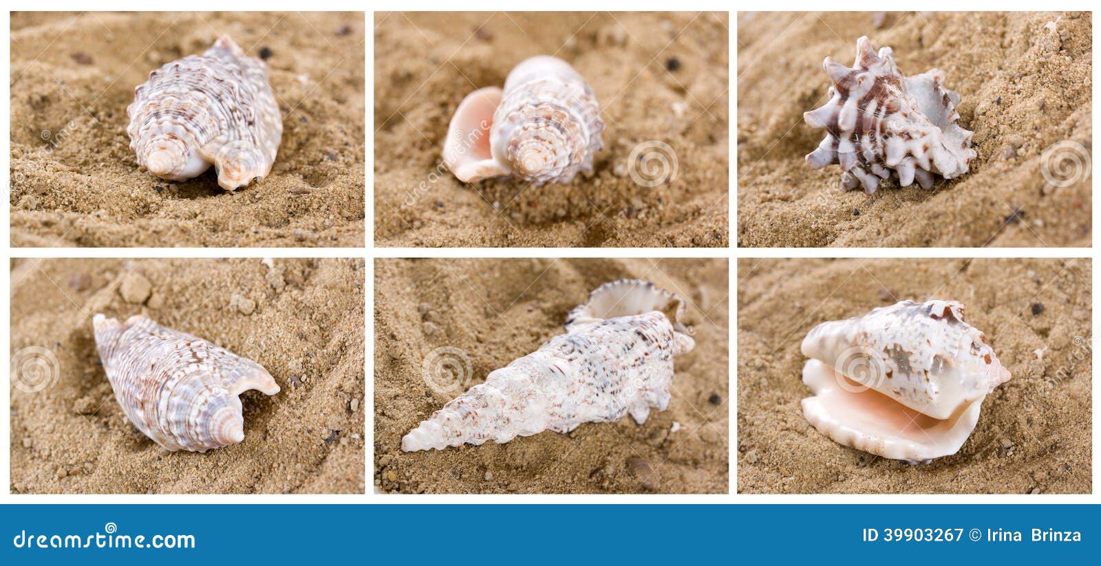 Shell on the sand stock image. Image of ashore, dunes - 39903267