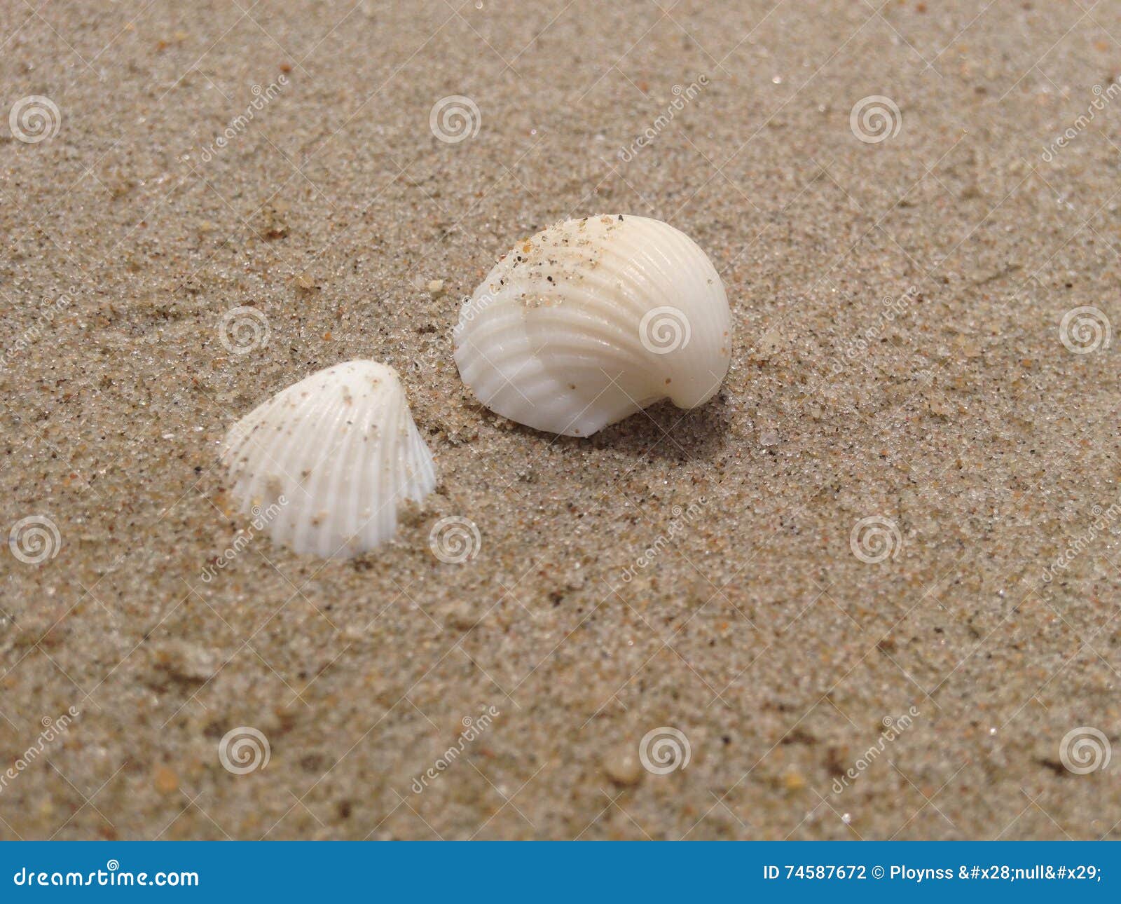 Shell stock photo. Image of bangkok, sand, nature, shell - 74587672