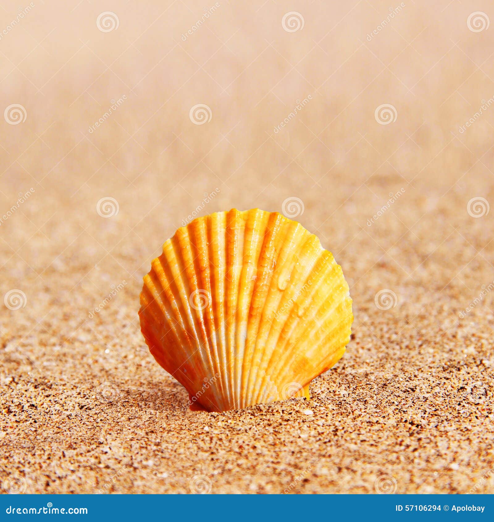 Shell on Sand - Instagram Effect Stock Photo - Image of island, hawaii ...