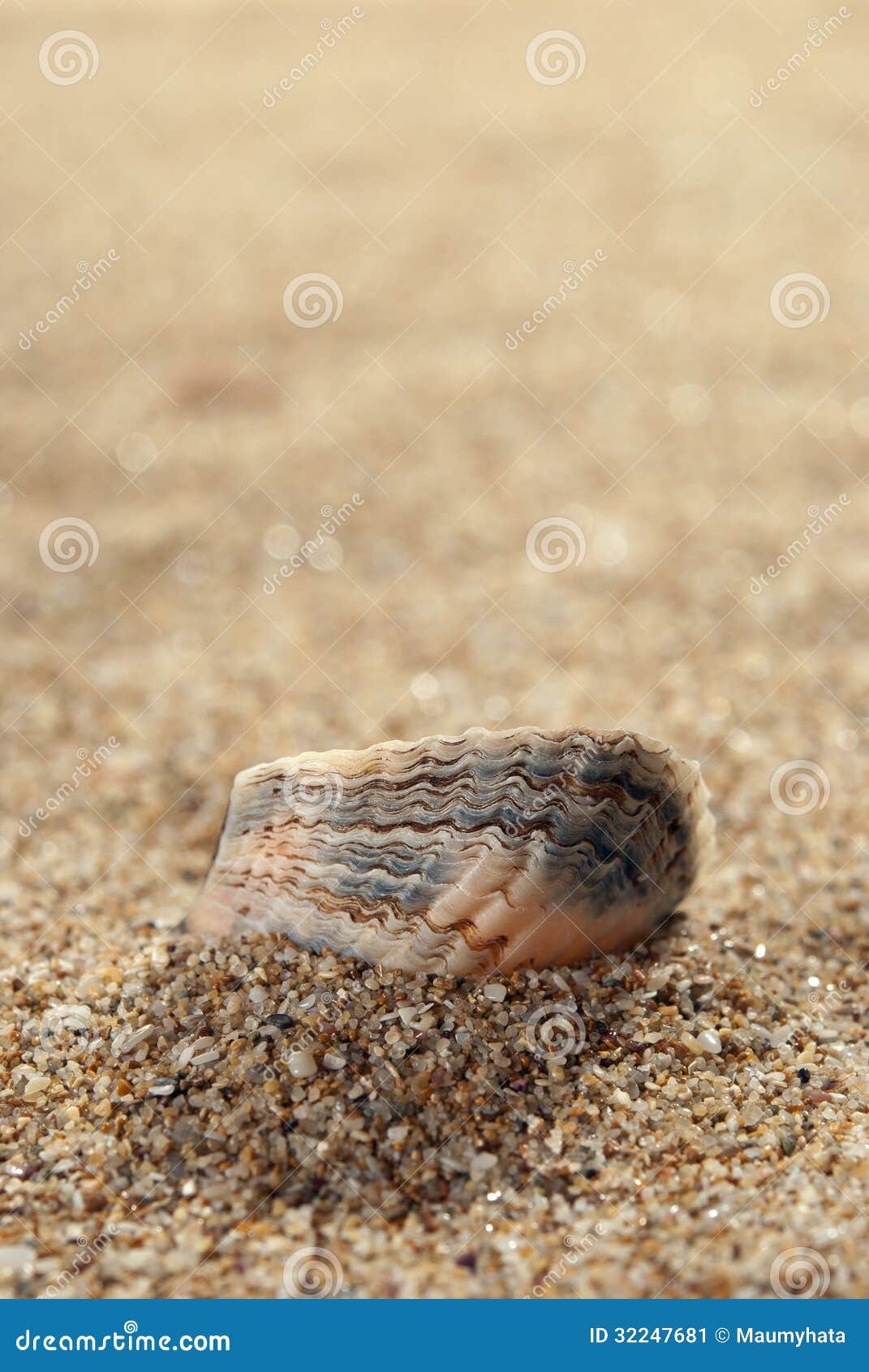 Shell and sand stock image. Image of concepts, copy, beaches - 32247681