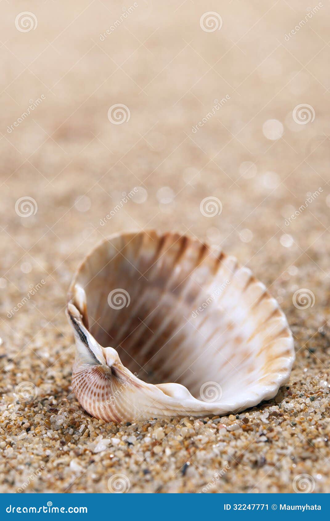 Shell and sand stock image. Image of concepts, ideas - 32247771