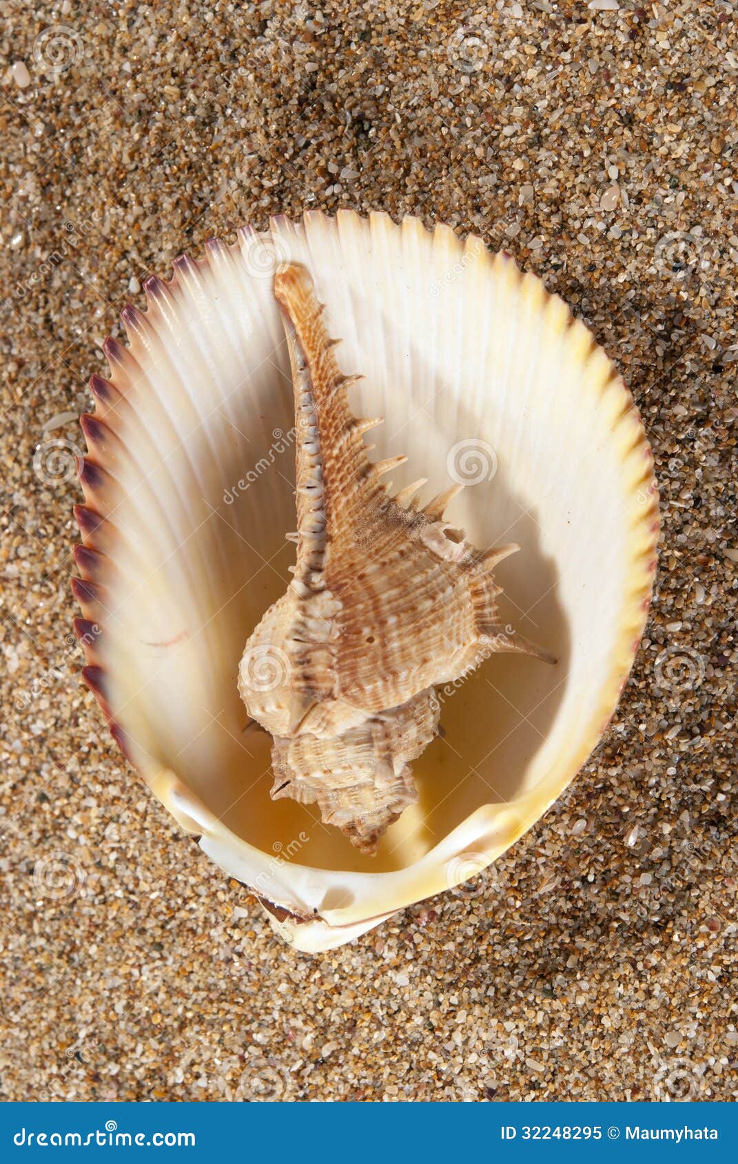 Shell and sand stock image. Image of beach, backgrounds - 32248295
