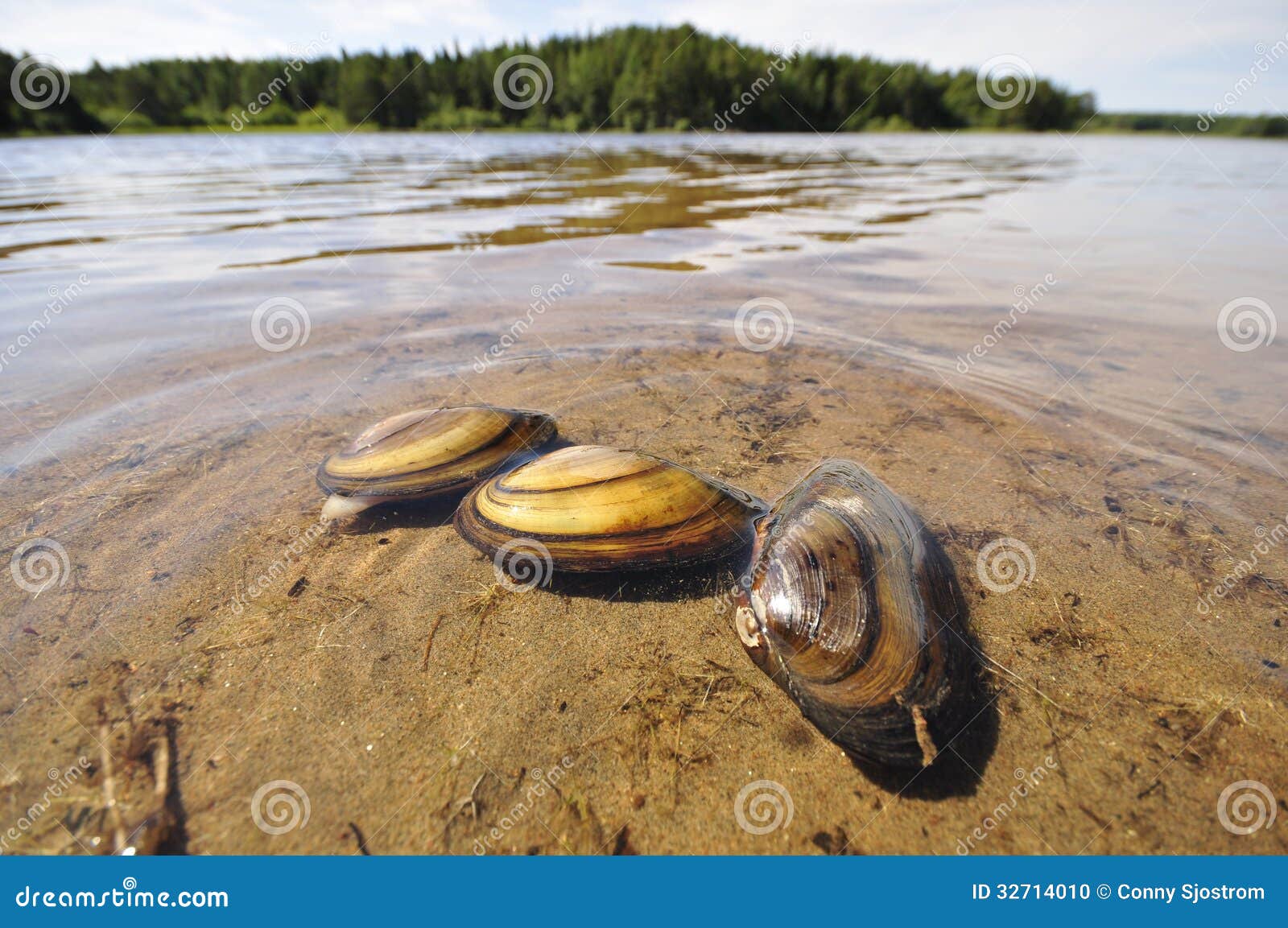 Shell stock photo. Image of open, water, shell, sand - 32714010