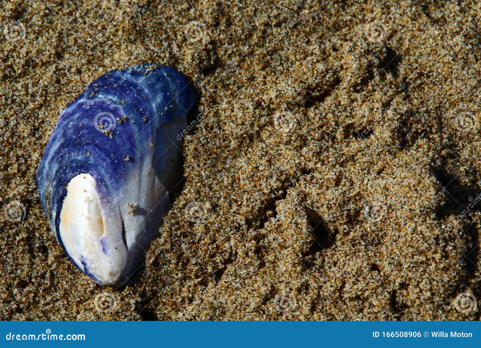 Shell in Sand on Oregon Coast Stock Photo - Image of coast, beach ...