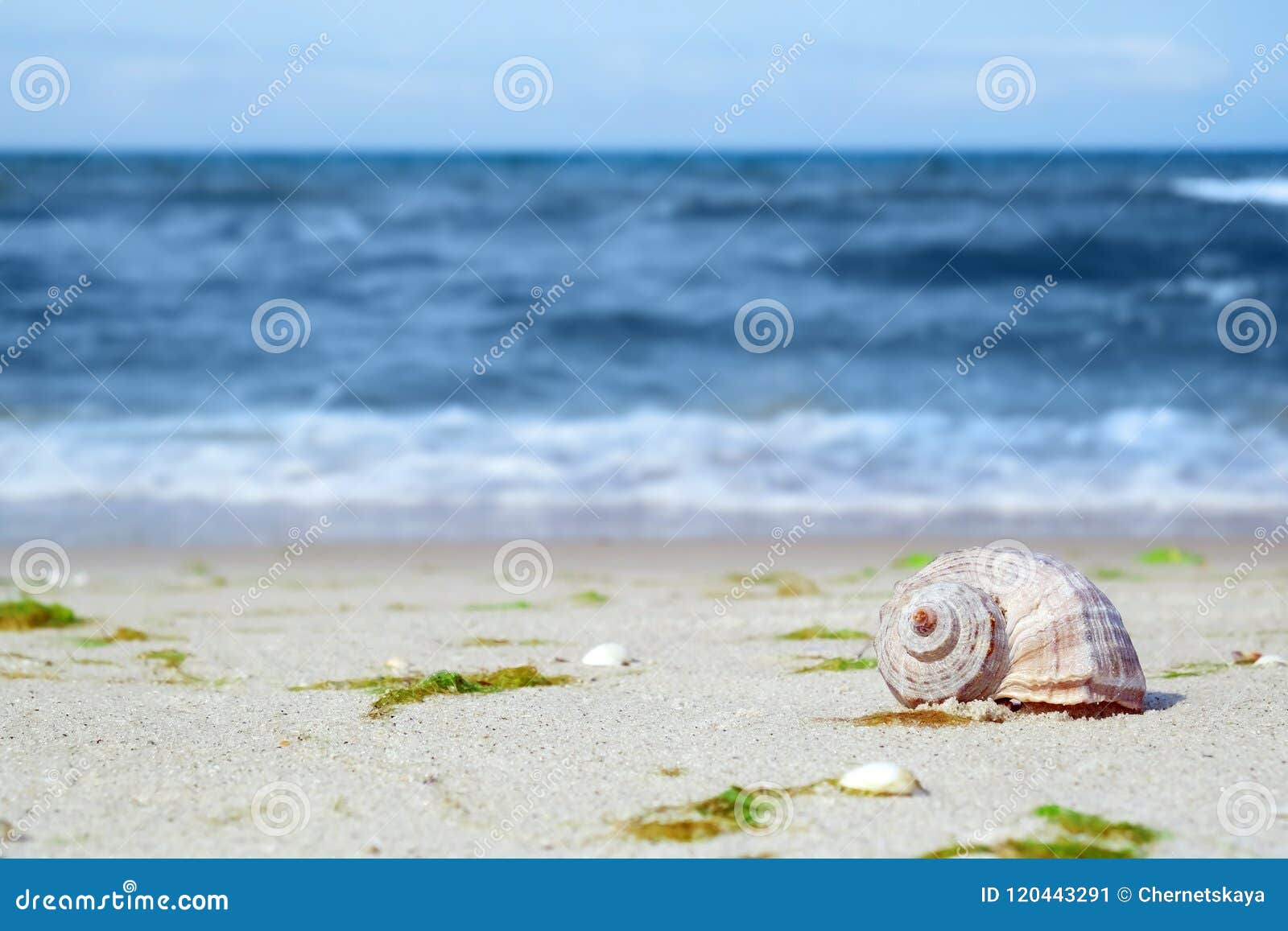 Shell on sand at sea shore stock image. Image of resort - 120443291
