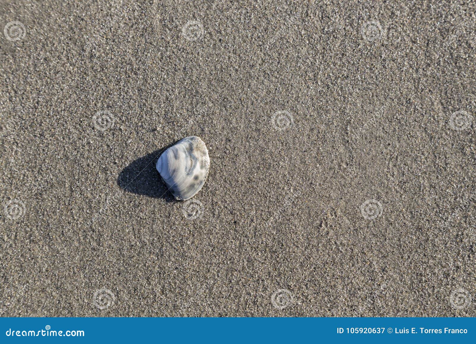 The Shell on the Sand stock image. Image of summer, edge - 105920637